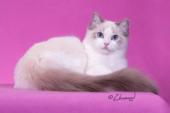 My Lucky Day Ragdolls - Sky